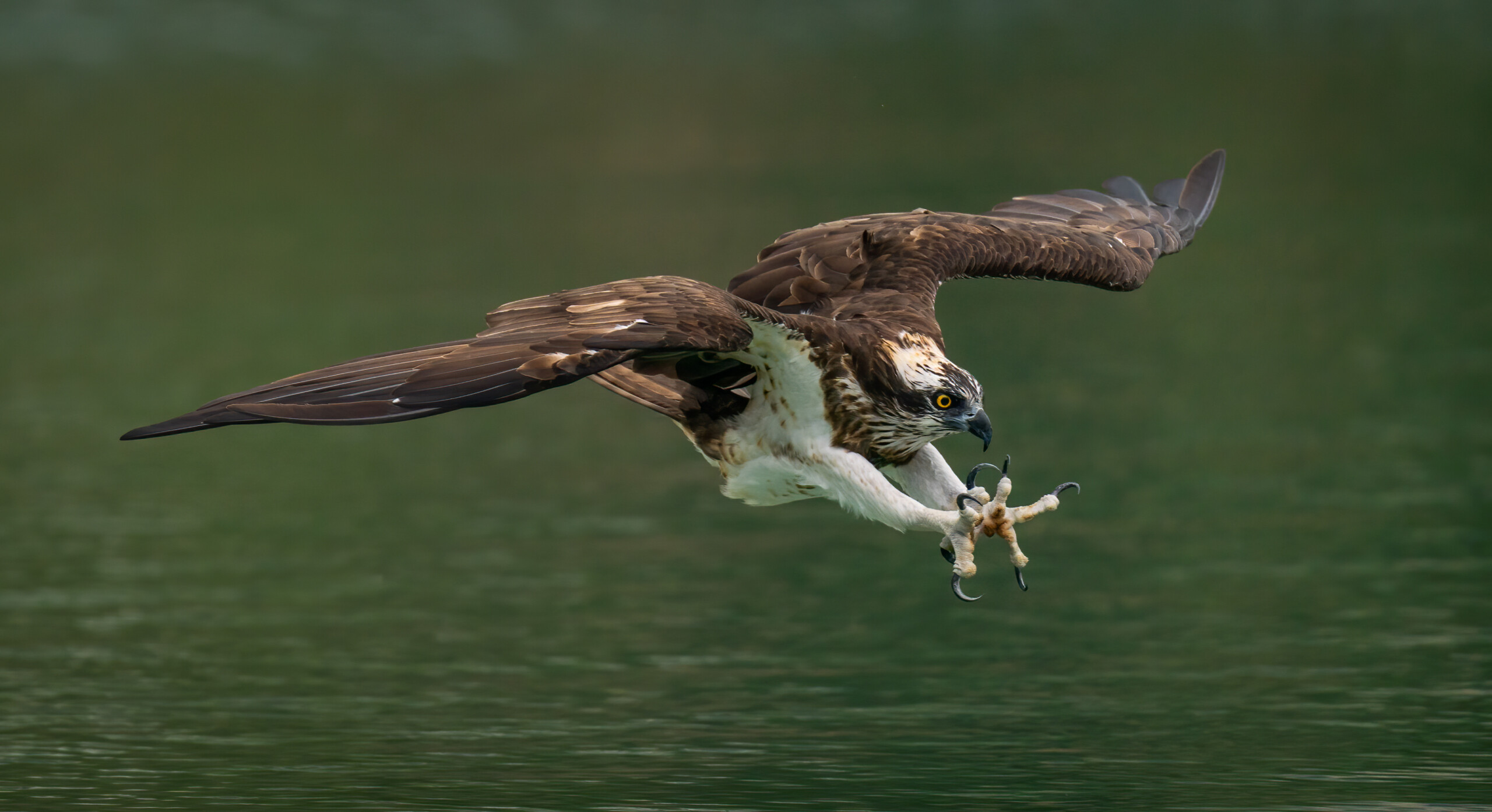 Osprey2-scaled.jpeg