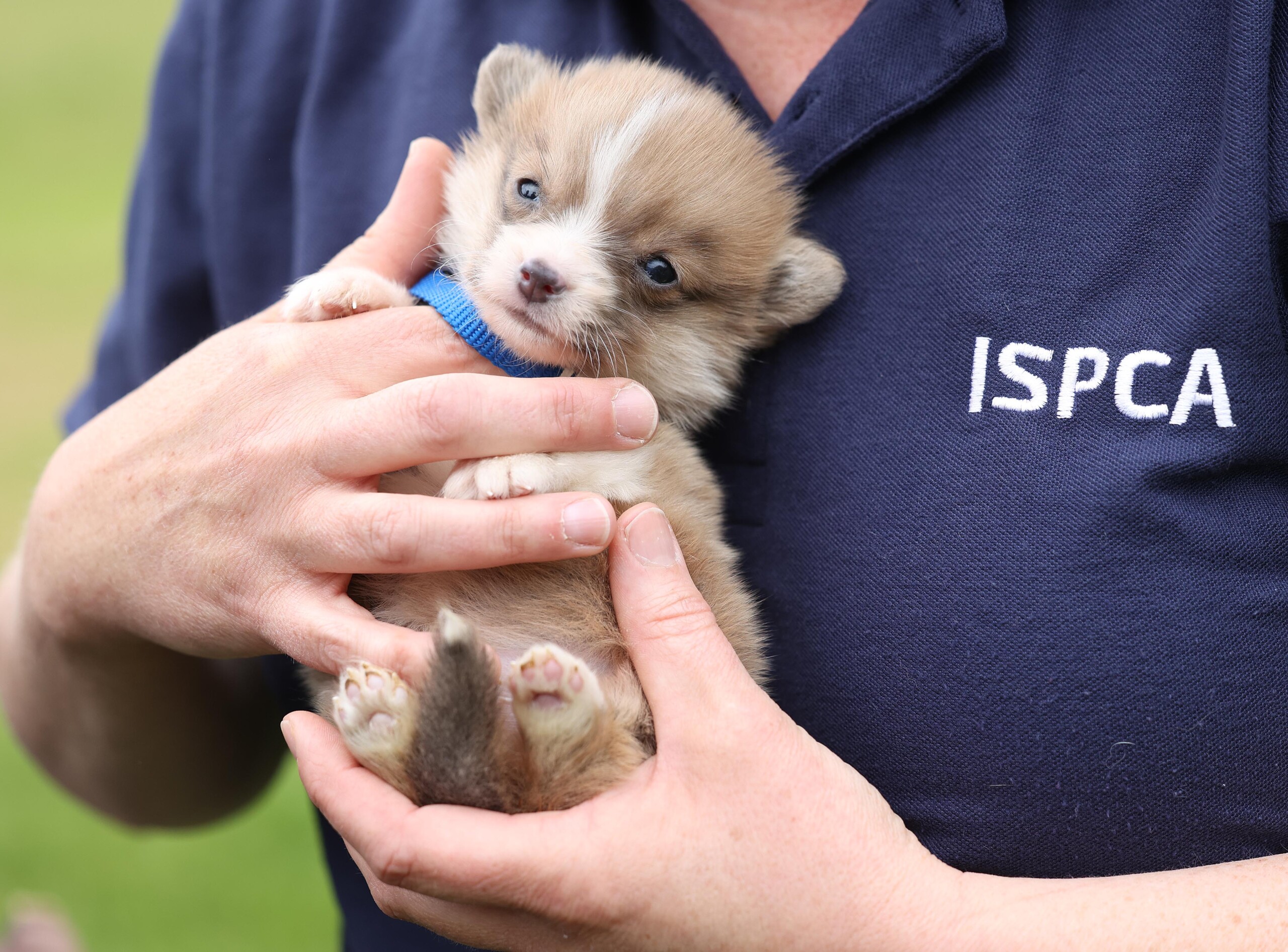 ISPCA-National-Emergency-Appeal-2-scaled.jpg