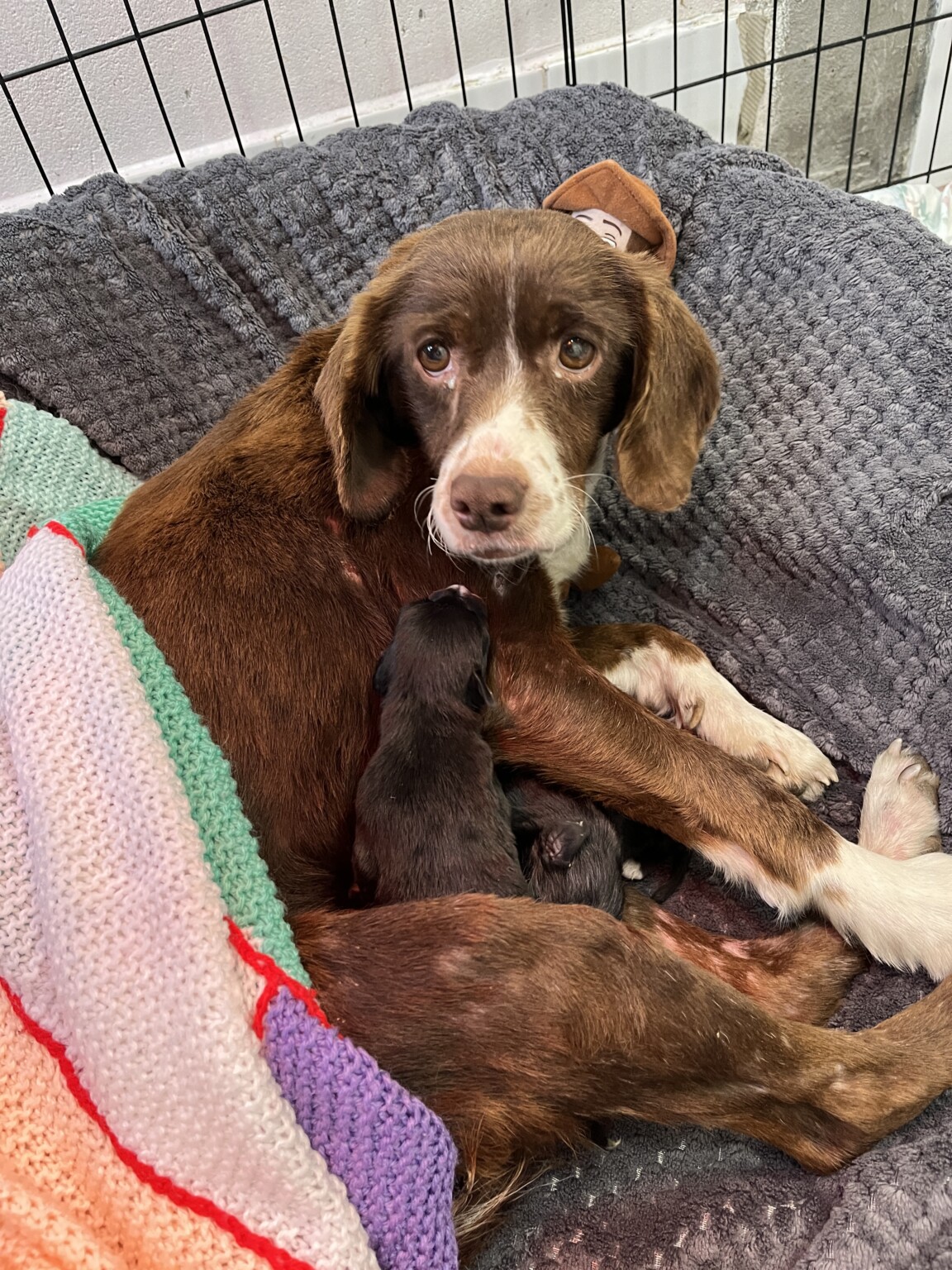 Sadhbh arrived in awful condition with her weak, underweight puppies.