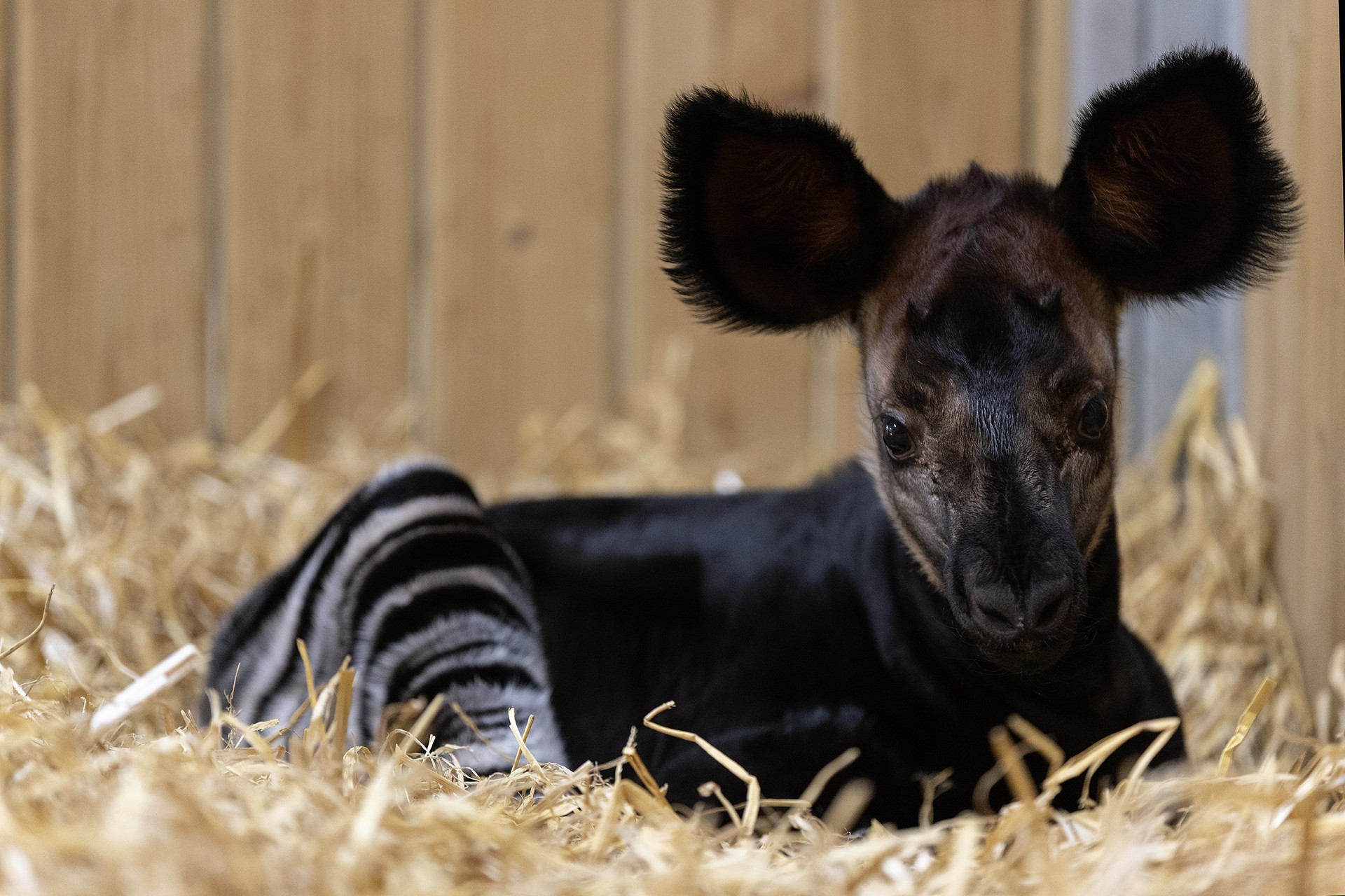 Visitors to Dublin Zoo may be lucky enough to catch a glimpse of the growing calf as she begins ...