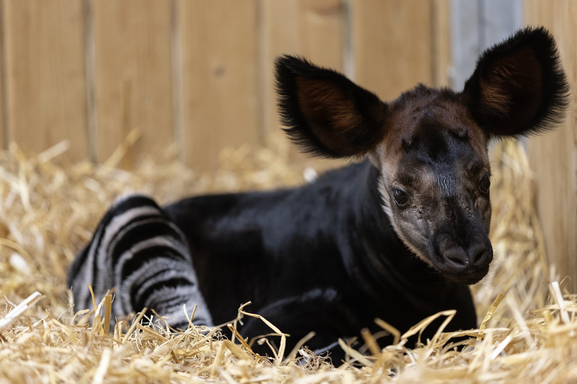 Her name will be revealed soon!