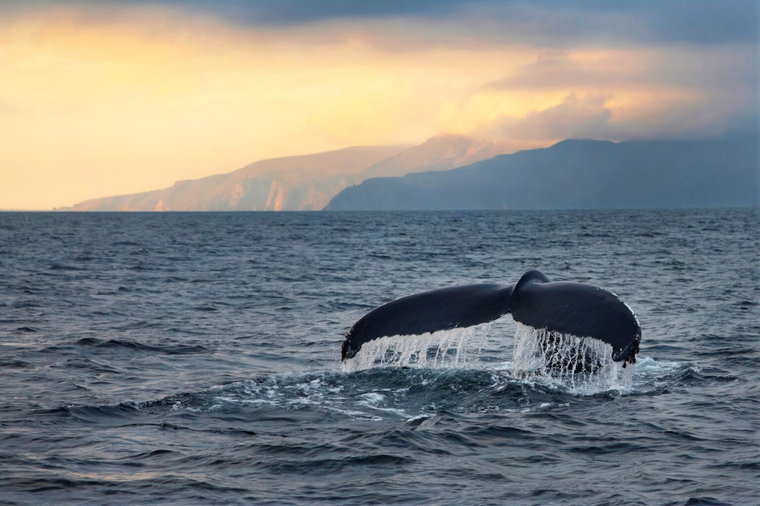 Wildlife and the Coast Category Winner Tom Ormond with Humpback Whale ...